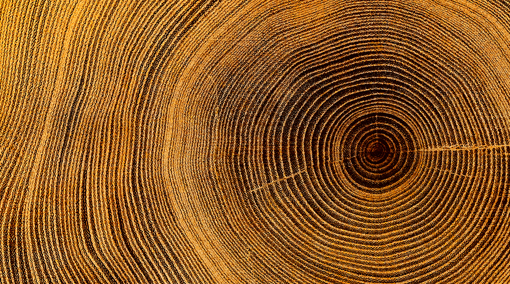 Timber Pavilion architecture competition - celebrate timber as a ...