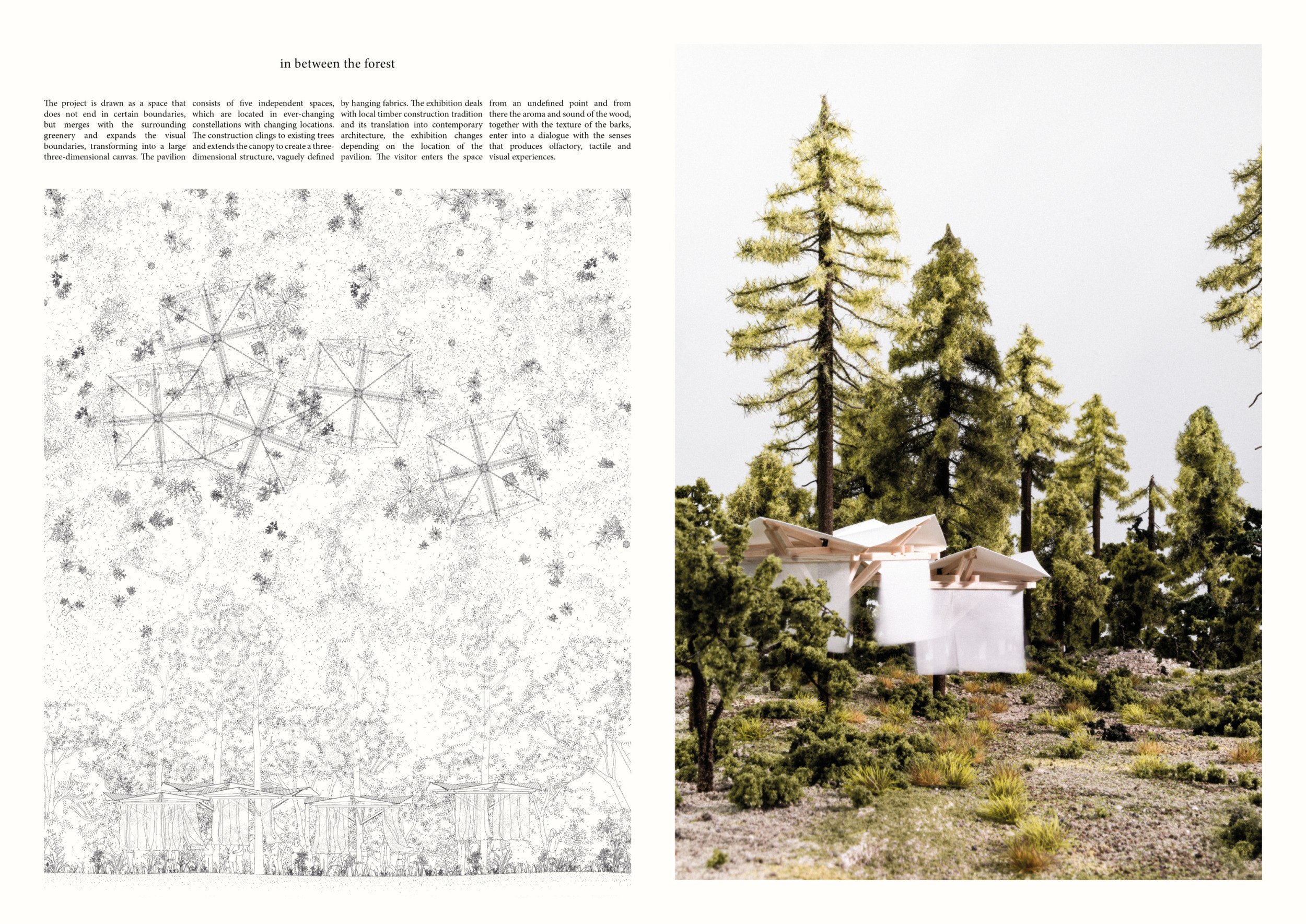 Architecture project // Canopy Structure Emphasizing Wood Harmony in ...