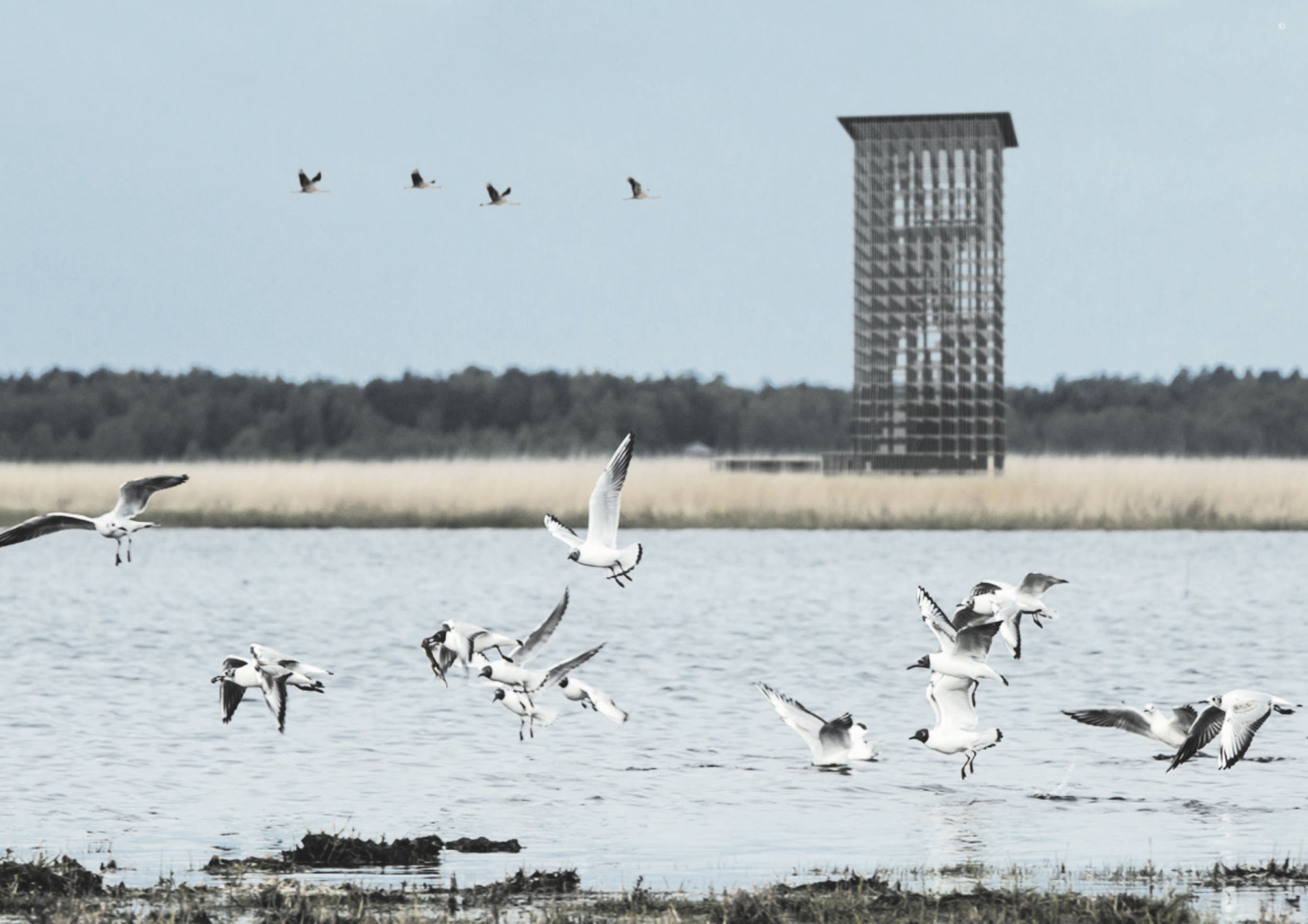 Architecture project // Timber Lattice Observation Structure ...